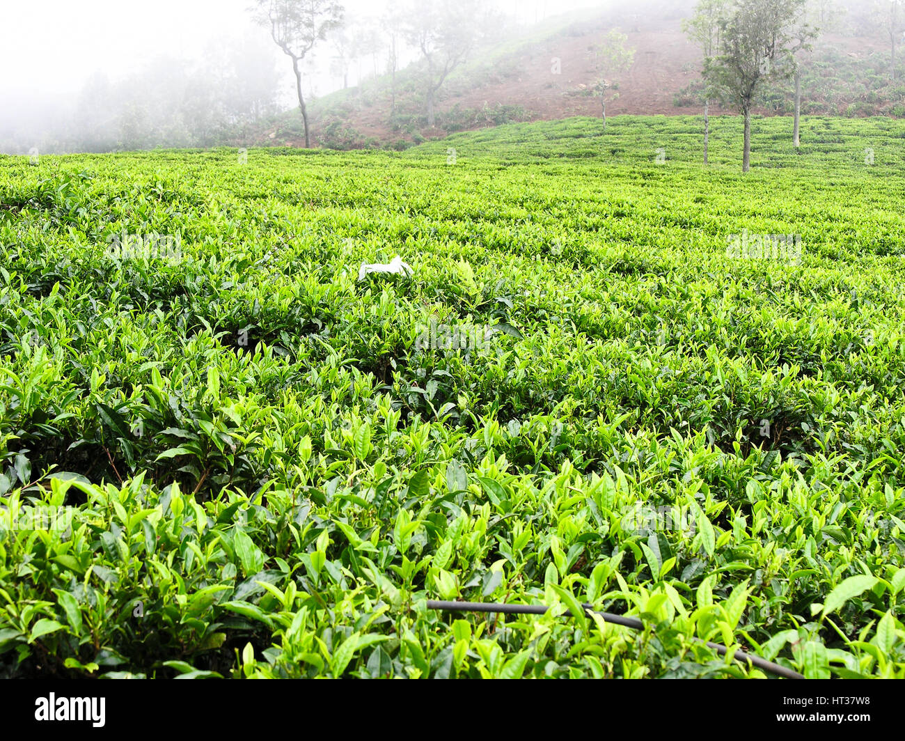 Tea Gardens at Ooty, India Stock Photo - Alamy
