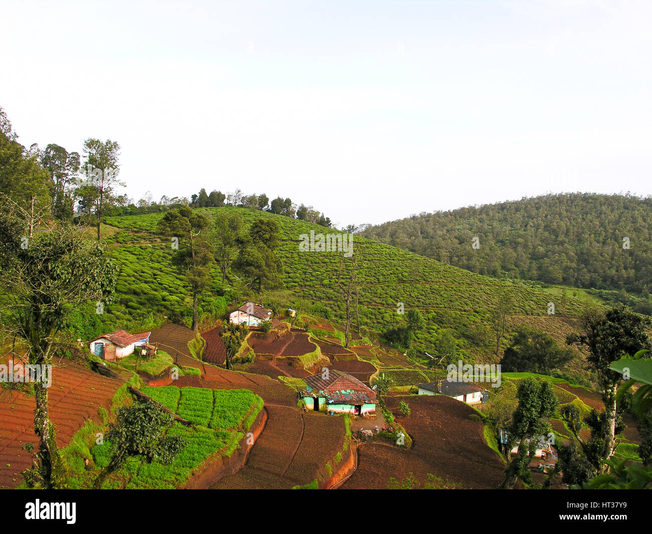 Tea Gardens at Ooty, India Stock Photo - Alamy