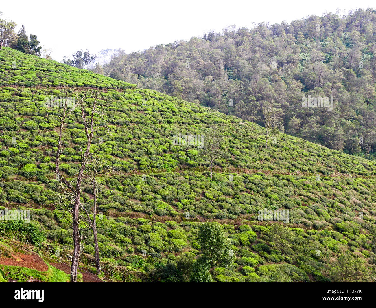 Tea Gardens at Ooty, India Stock Photo - Alamy