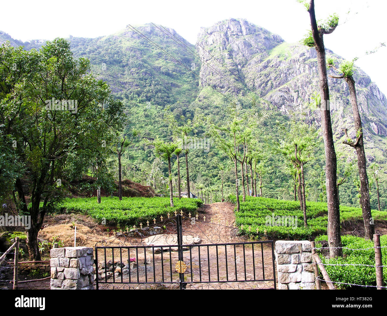 Tea Gardens at Ooty, India Stock Photo - Alamy