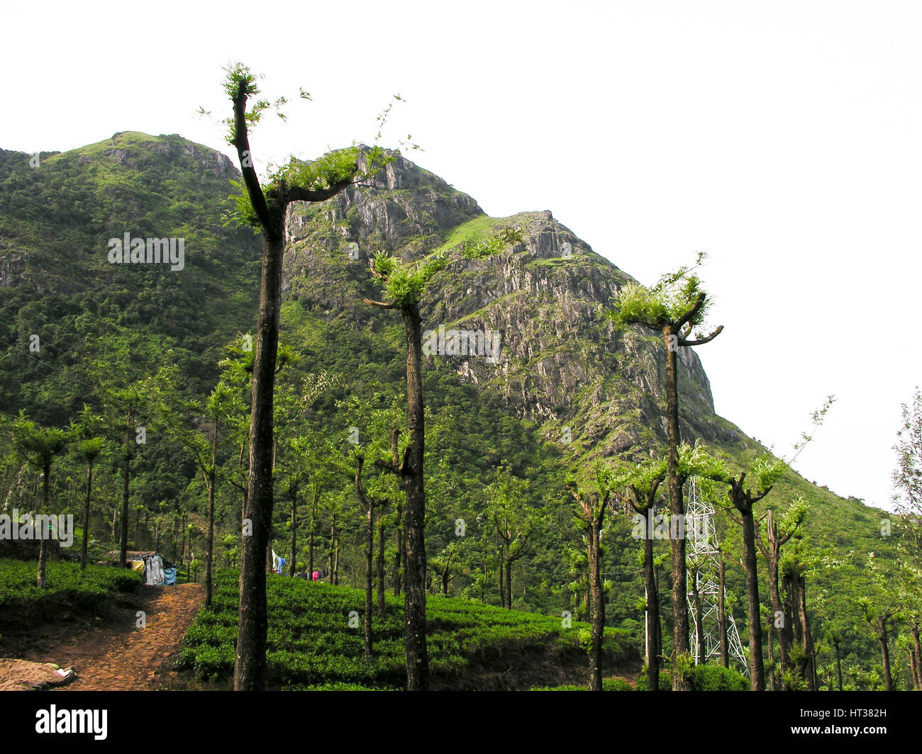 Tea Gardens at Ooty, India Stock Photo - Alamy