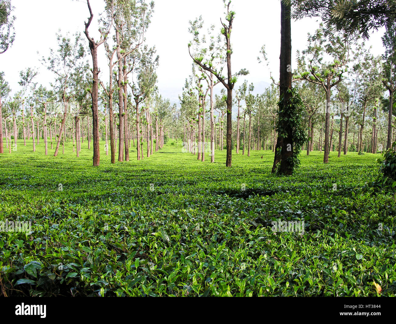 Tea Gardens at Ooty, India Stock Photo - Alamy