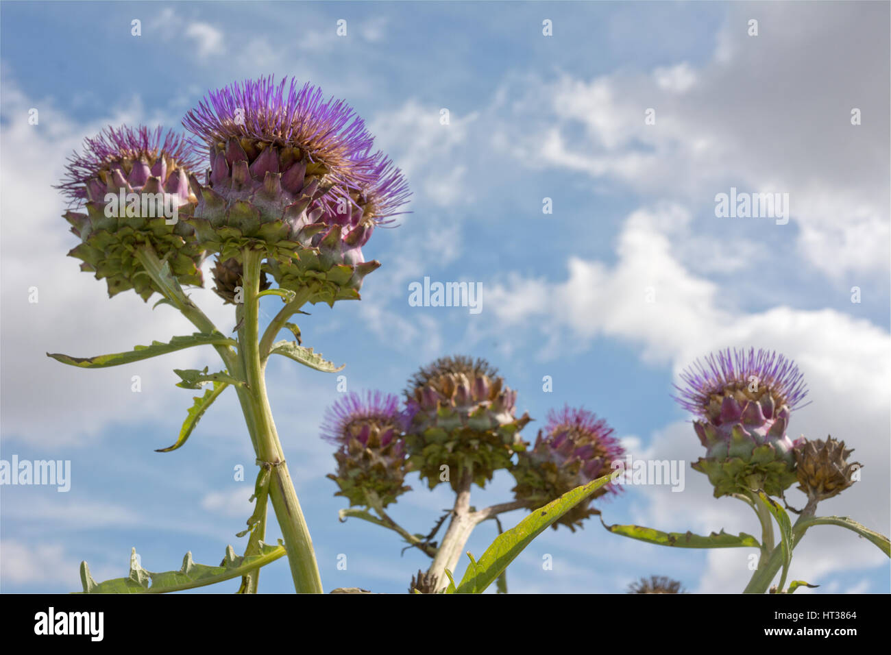 Cynara cardunculus, Cardoon Stock Photo - Alamy