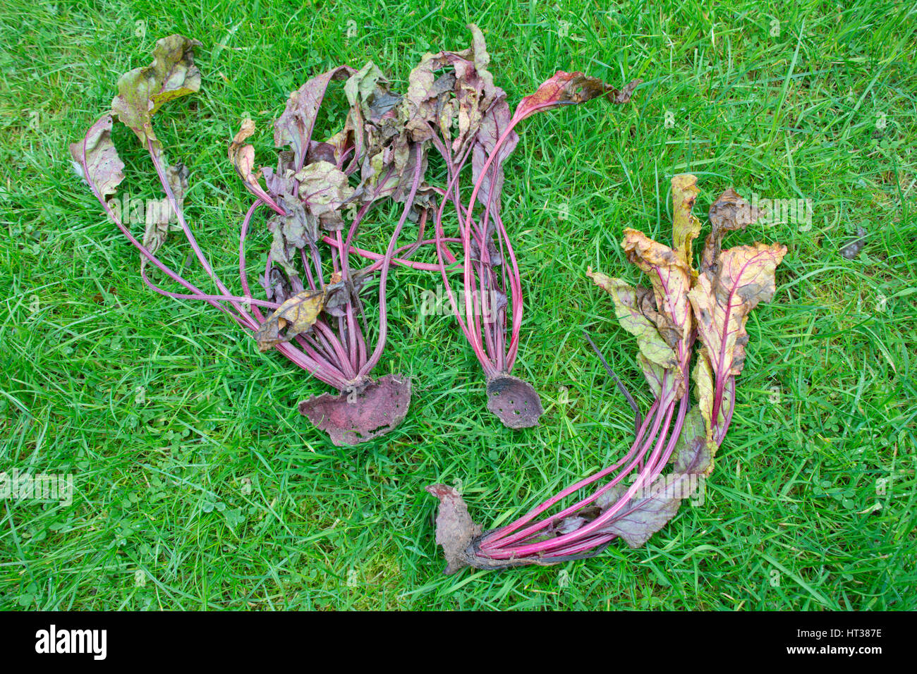 Rotten beetroot hi-res stock photography and images - Alamy