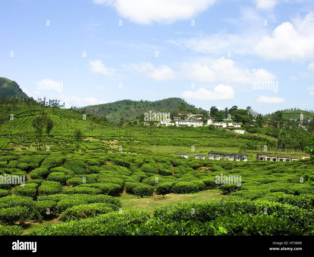 Tea Gardens at Ooty, India Stock Photo - Alamy