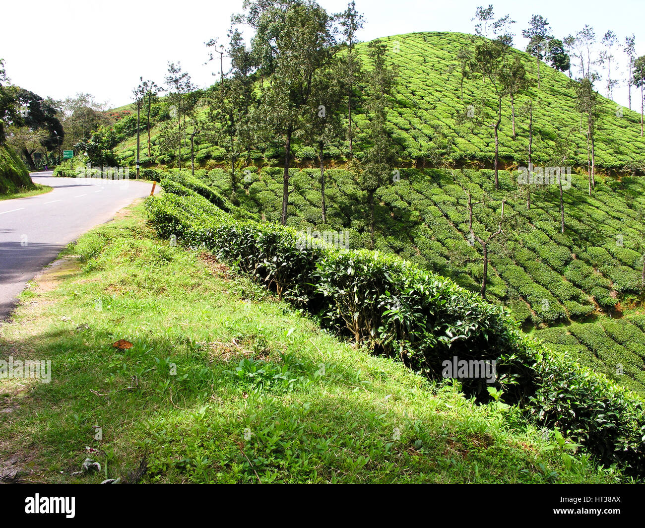 Tea Gardens at Ooty, India Stock Photo - Alamy