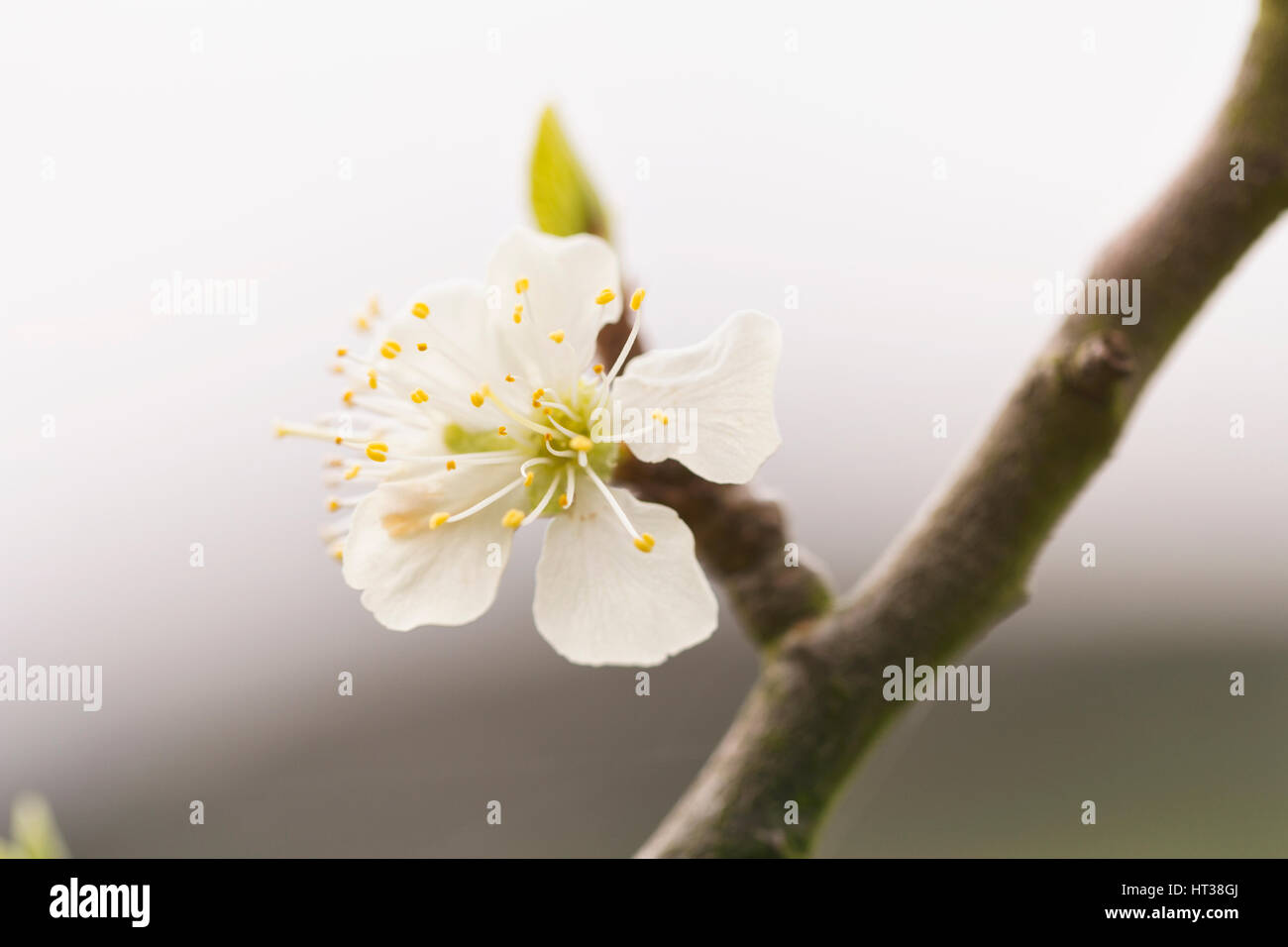 Plum tree flower Stock Photo - Alamy