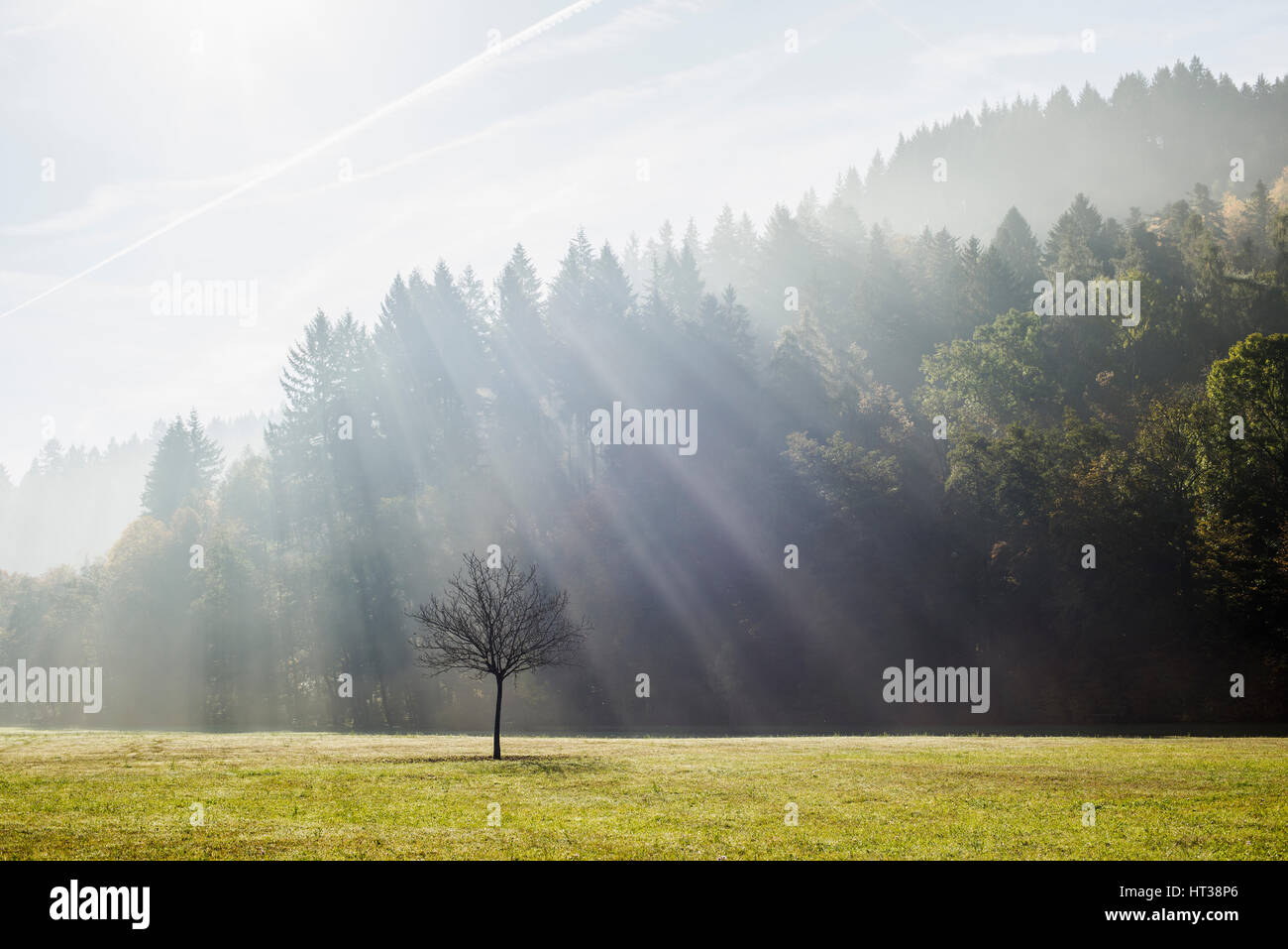 Little bald fruit tree, backlit, autumn landscape, Freiburg in Breisgau ...