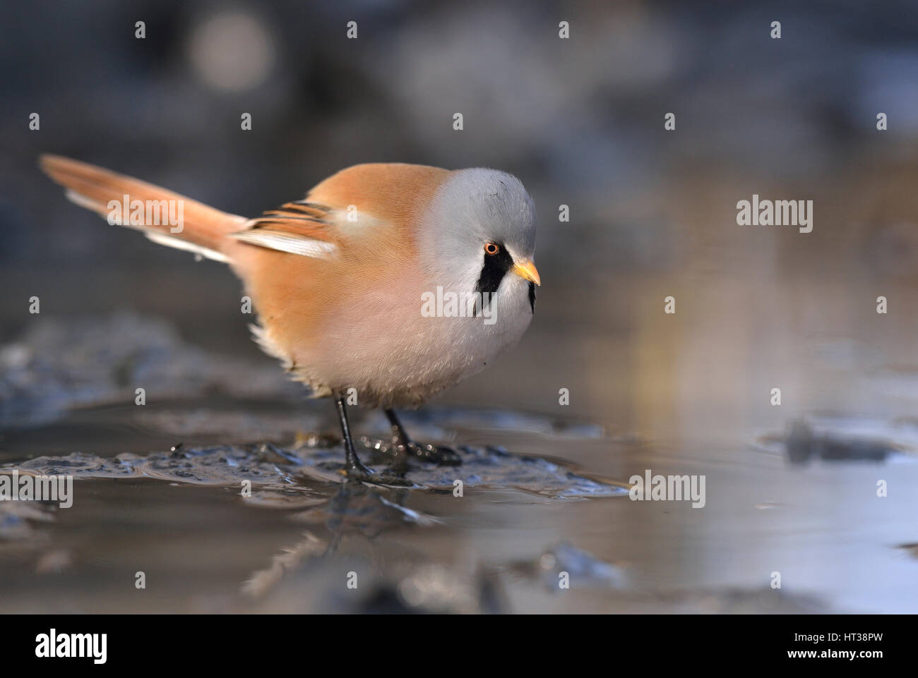 Male panurus biarmicus hi-res stock photography and images - Alamy