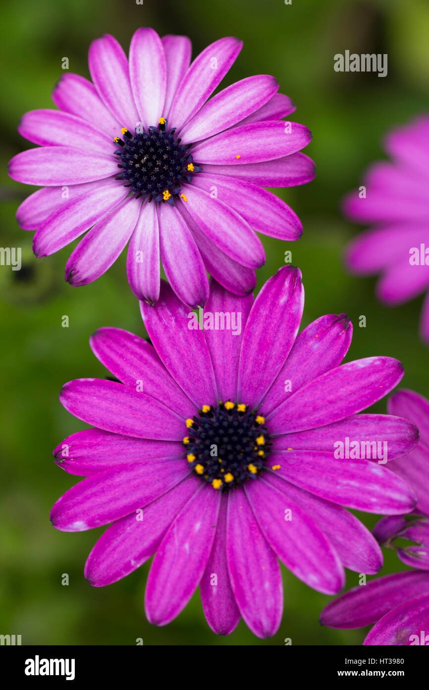 Awesome daisy hi-res stock photography and images - Alamy