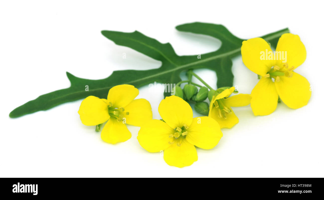 Fresh arugula or rucola leaves with flower over white background Stock ...