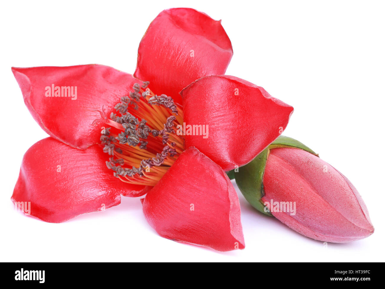 Kapok flower hi-res stock photography and images - Alamy