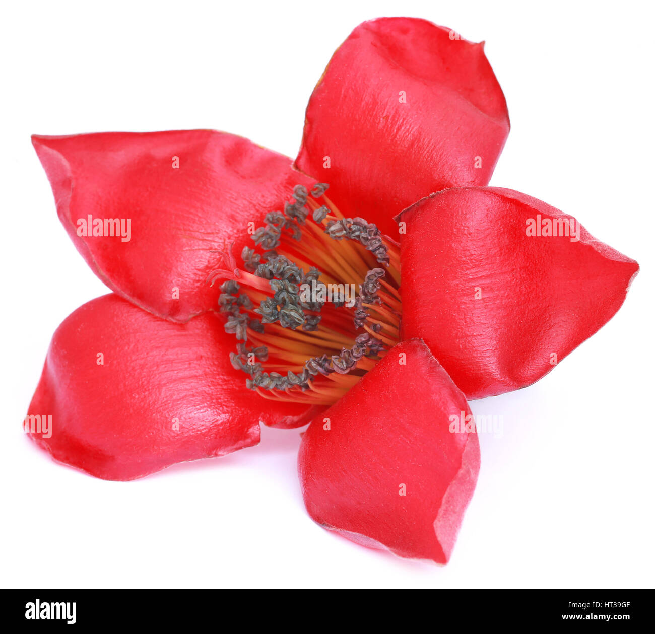 Bombax ceiba flower Cut Out Stock Images & Pictures - Alamy