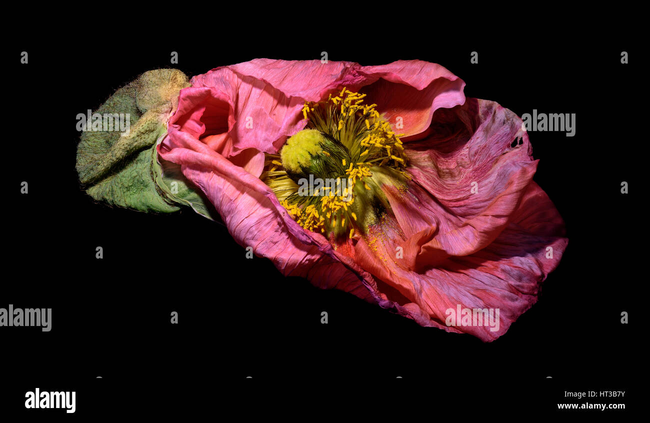 single red pink satin/silk poppy,black background,detailed texture ...