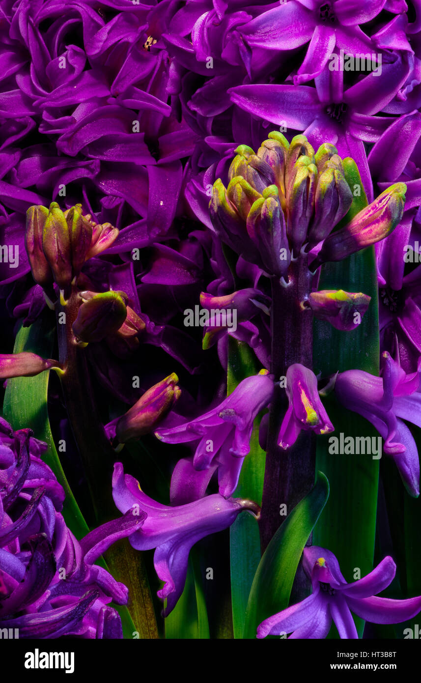 deep purple flowering hyacinth blossom macro on natural background ...