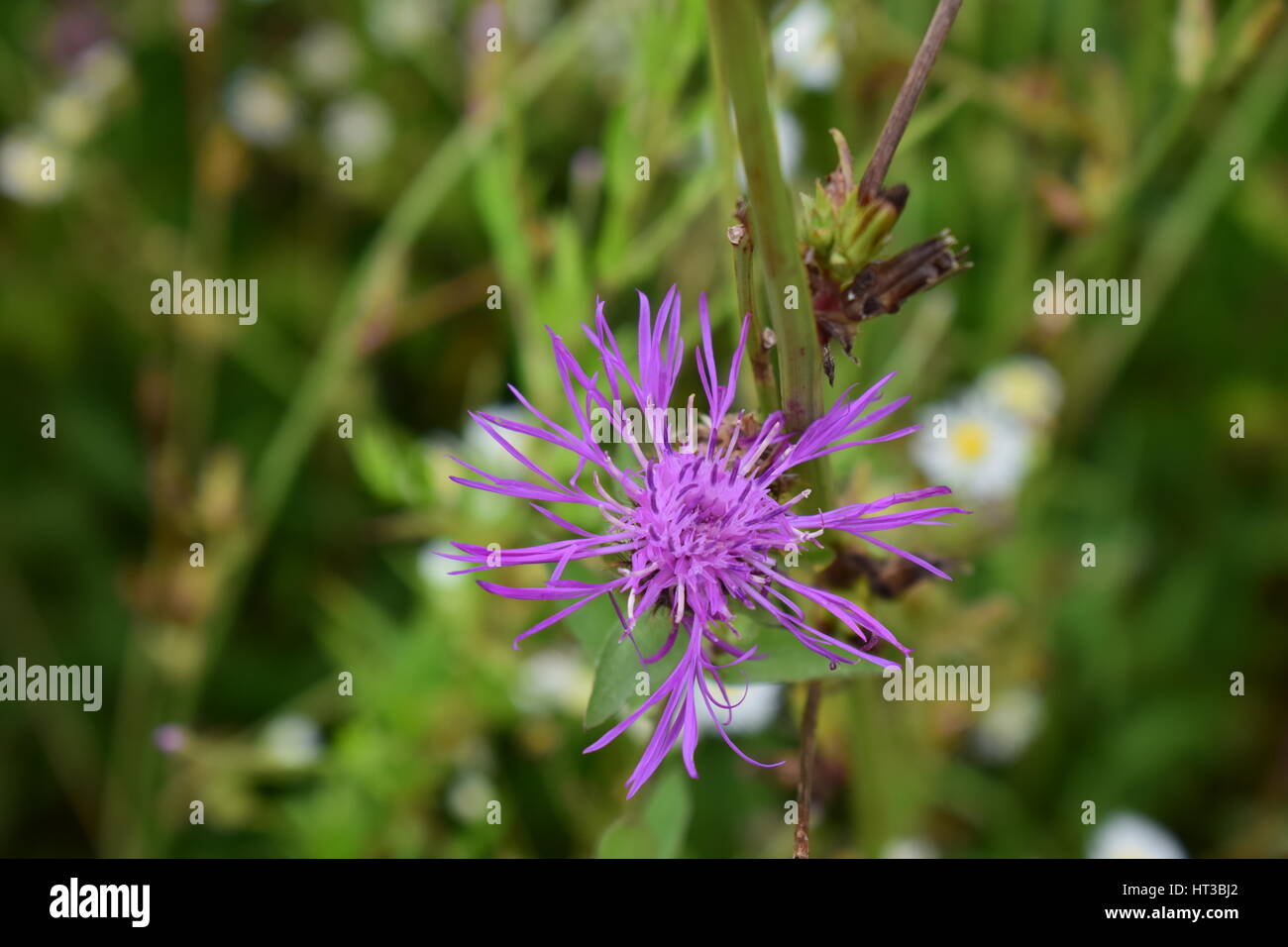 Purple cornflower hi-res stock photography and images - Alamy