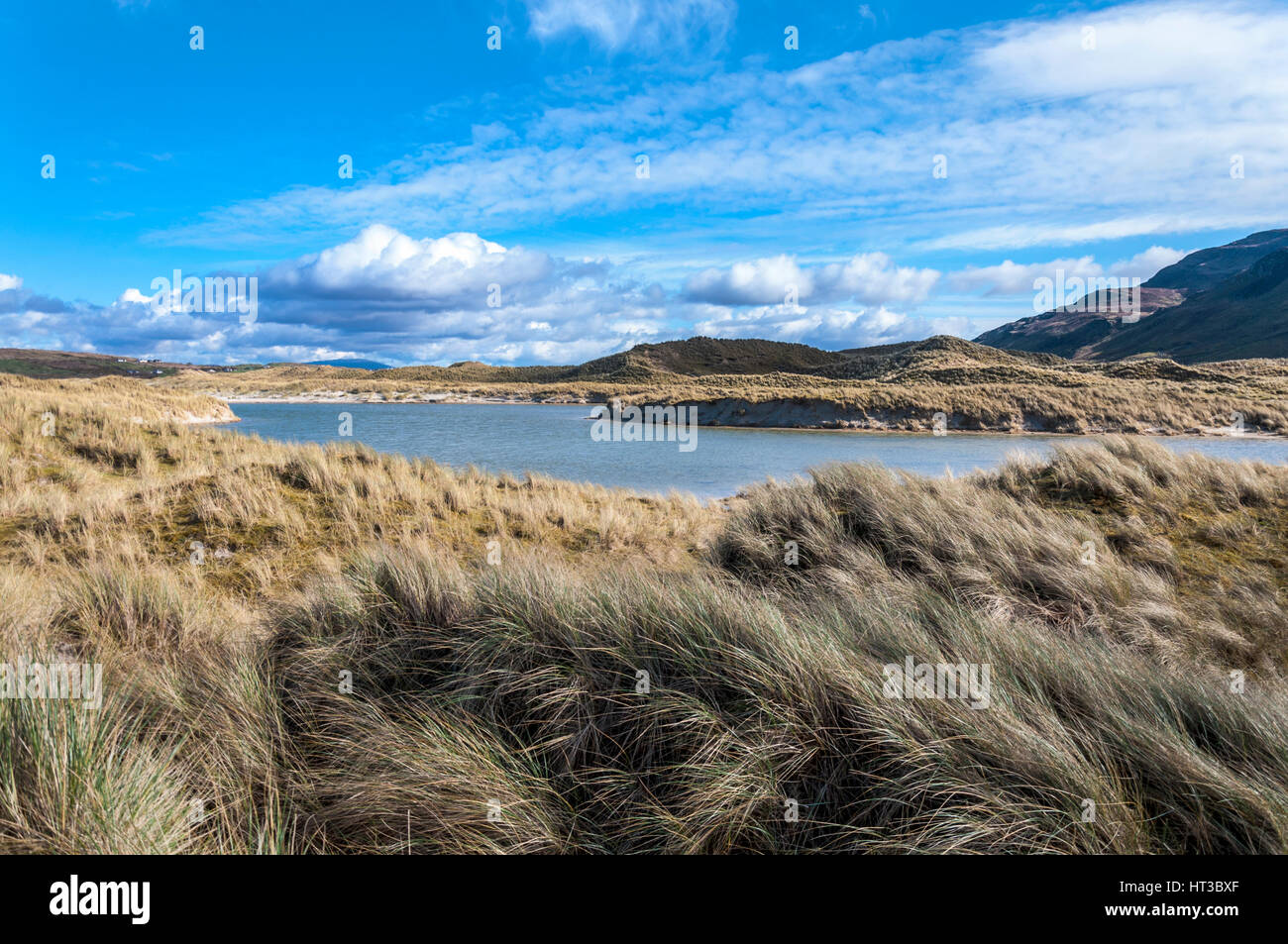 Ammophila or marram grass, bent grass, beachgrass grasses on coastal ...