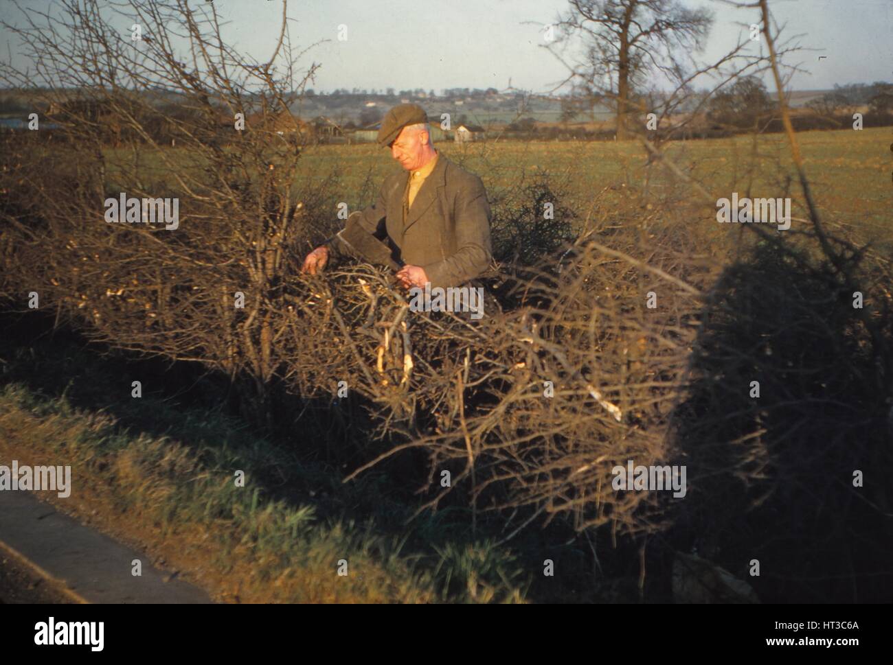 Laying a Hedge using a Billhook, Yorkshire, England, c1960. Artist: CM ...