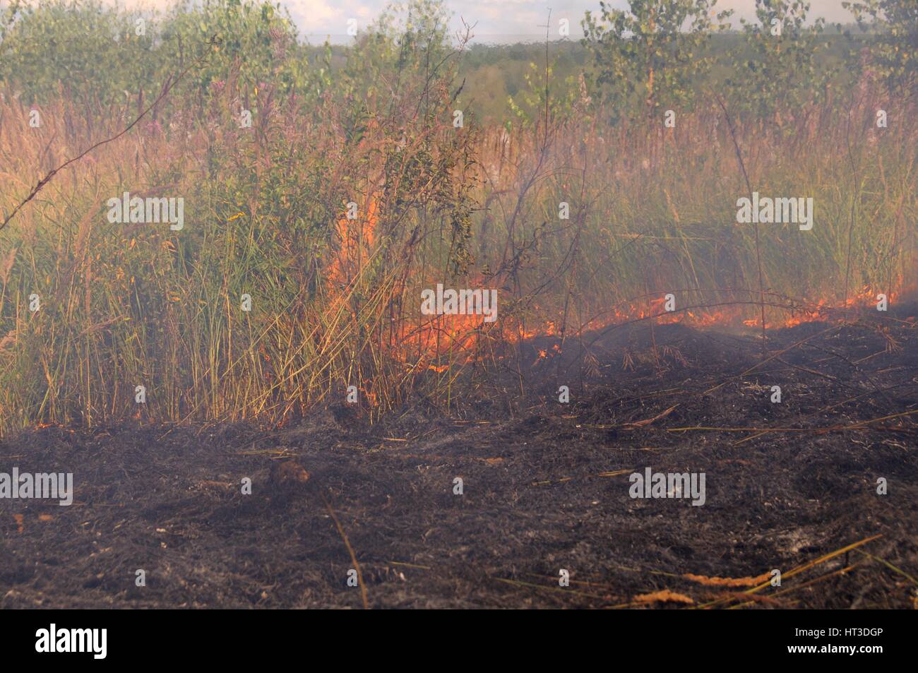 Fire in the grove. Adobe RGB Stock Photo - Alamy