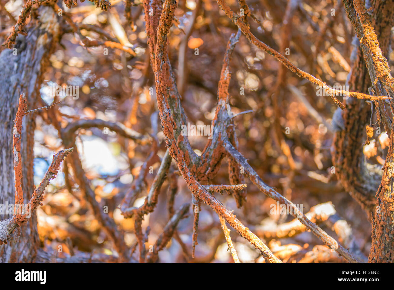 Algae on trees hi-res stock photography and images - Alamy