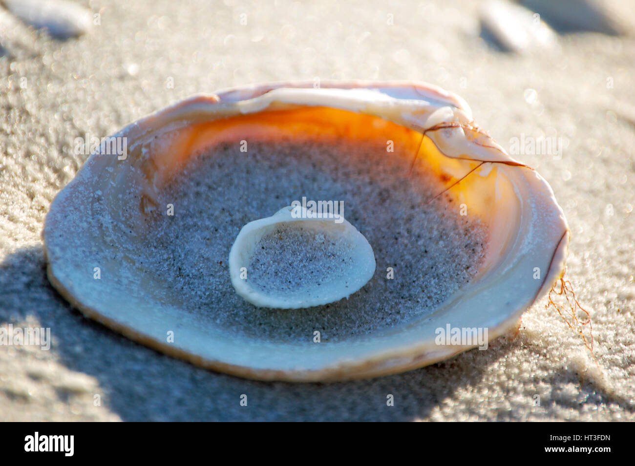 Pale larger hi-res stock photography and images - Alamy