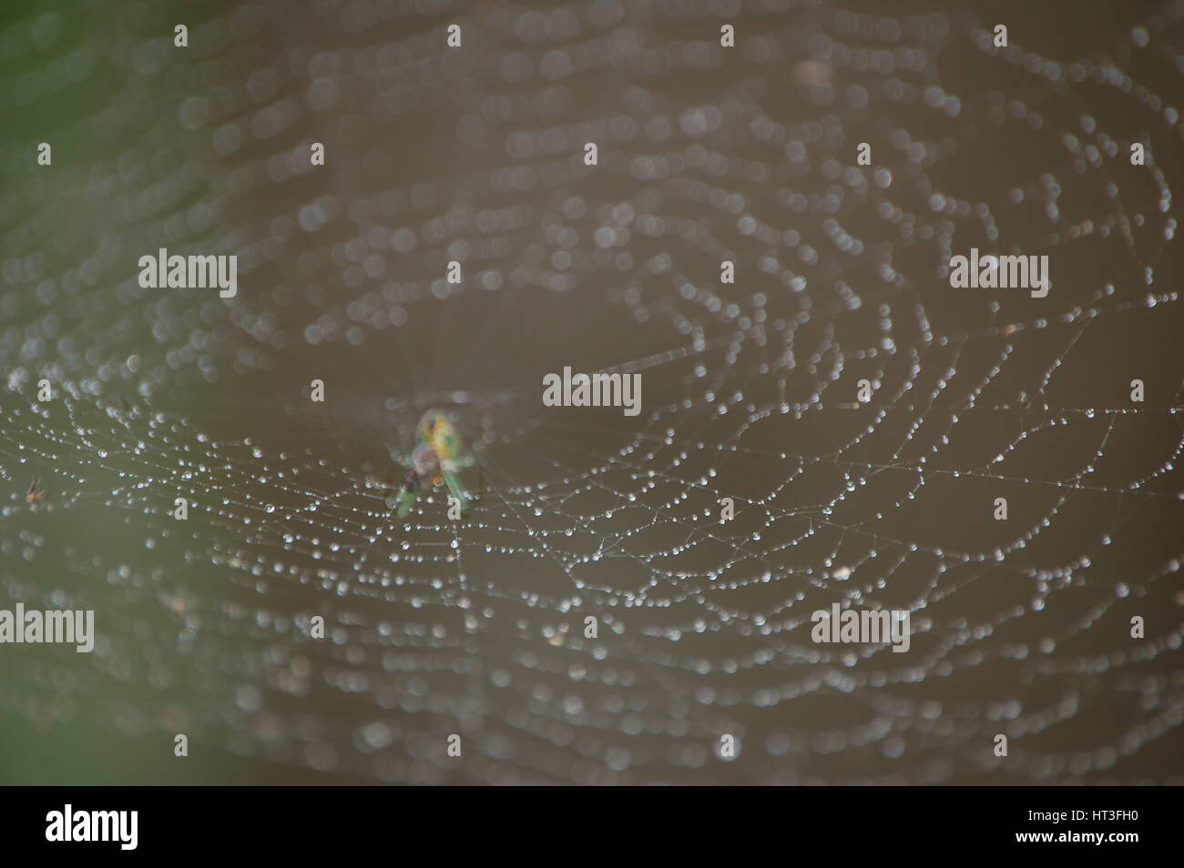 Rain Drops on a Spider Web Stock Photo - Alamy