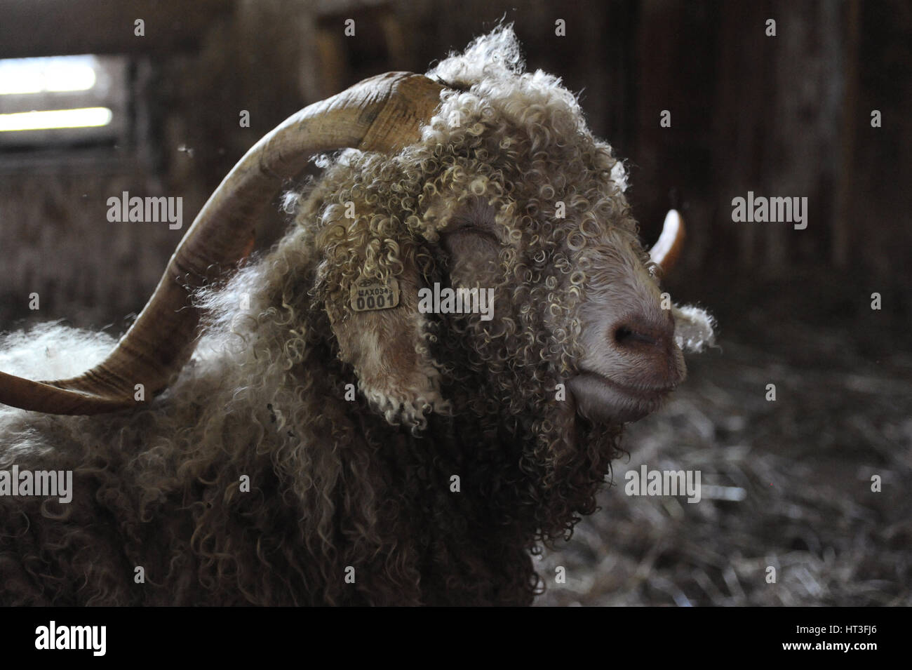 Sheep farm mammal spiral hi-res stock photography and images - Alamy
