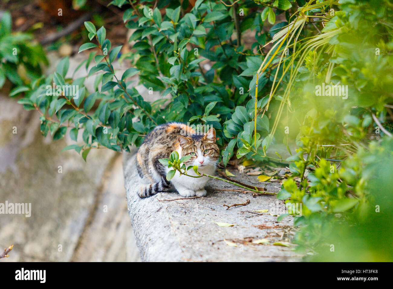 cat sitting in the garden. Cat outdoors Stock Photo - Alamy