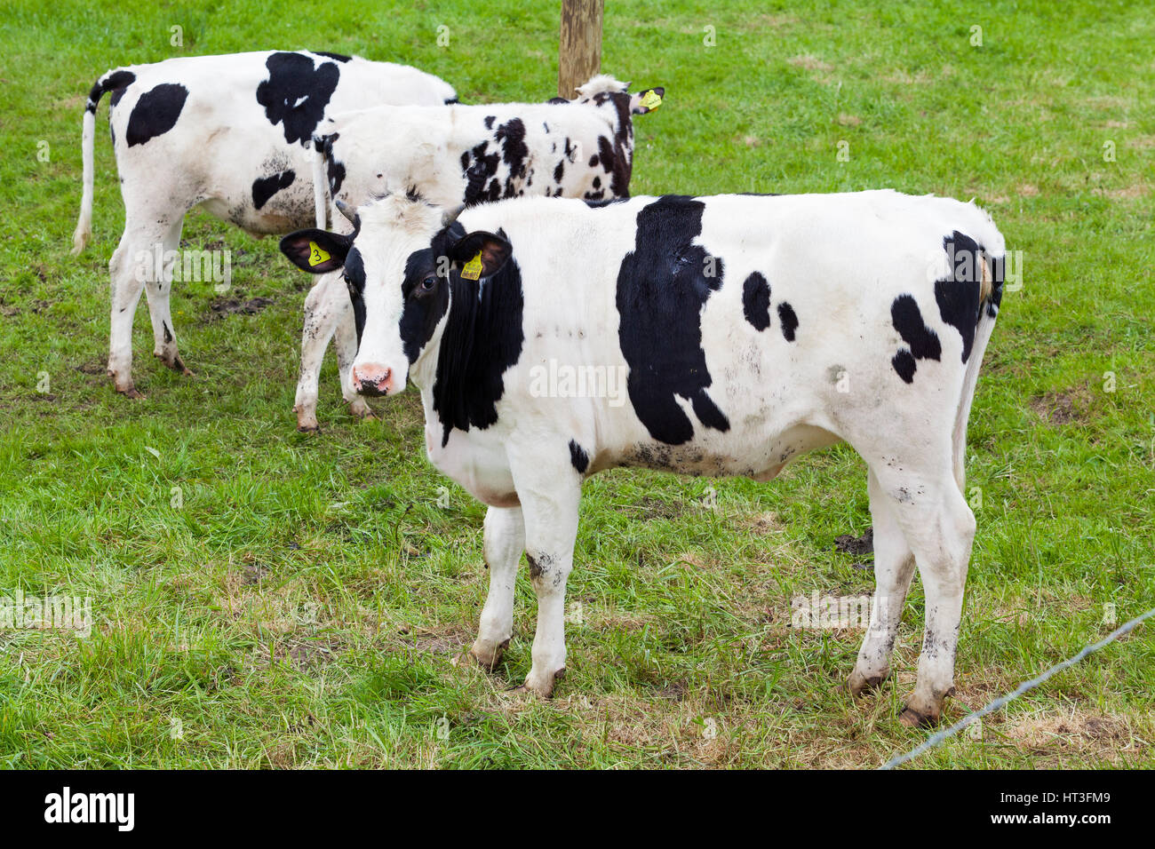 Cow in the field Stock Photo - Alamy