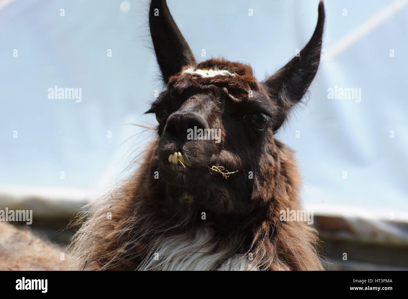 Llama with an underbite hi-res stock photography and images - Alamy