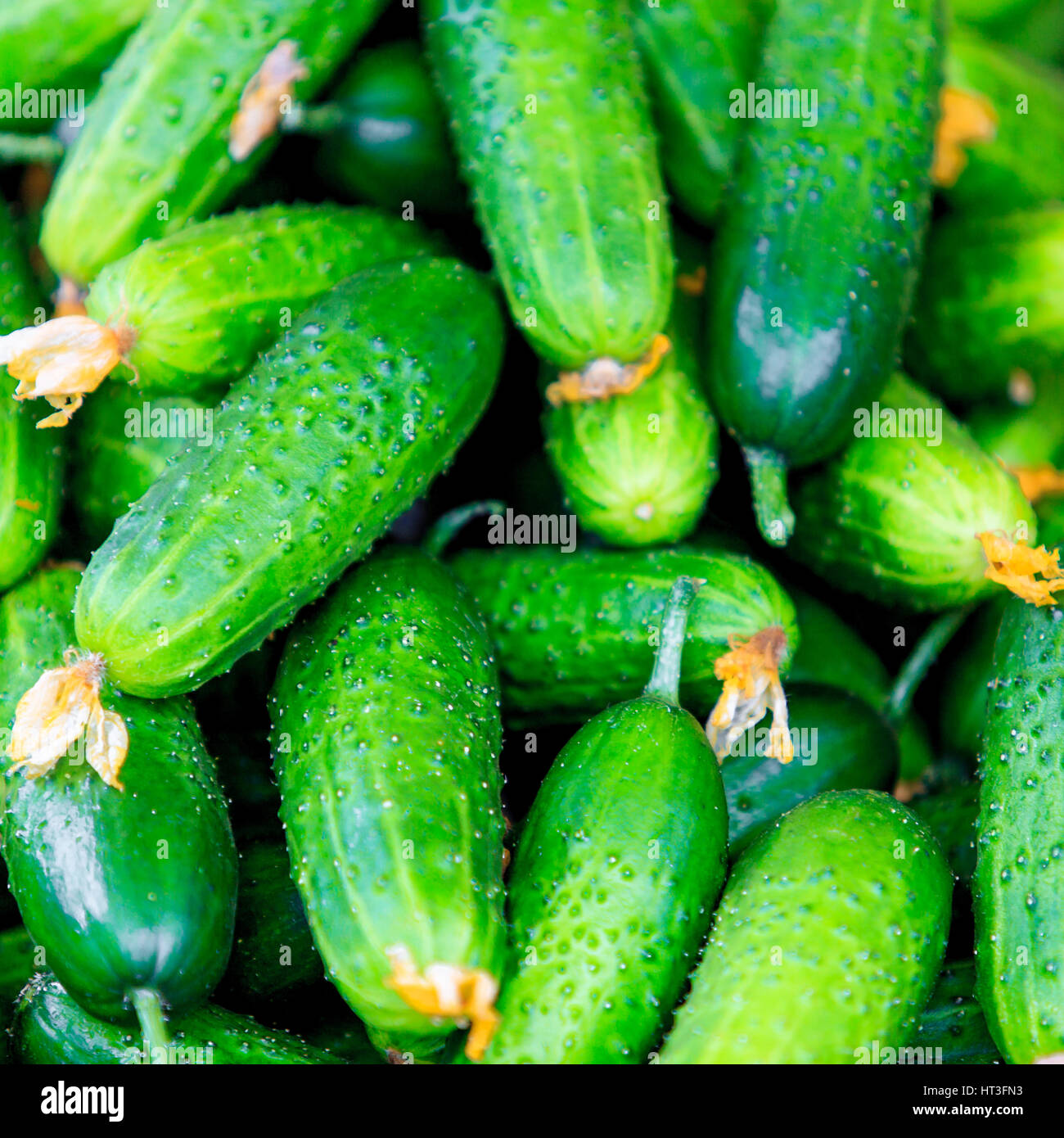 Fresh green cucumber. Cucumber background Stock Photo - Alamy