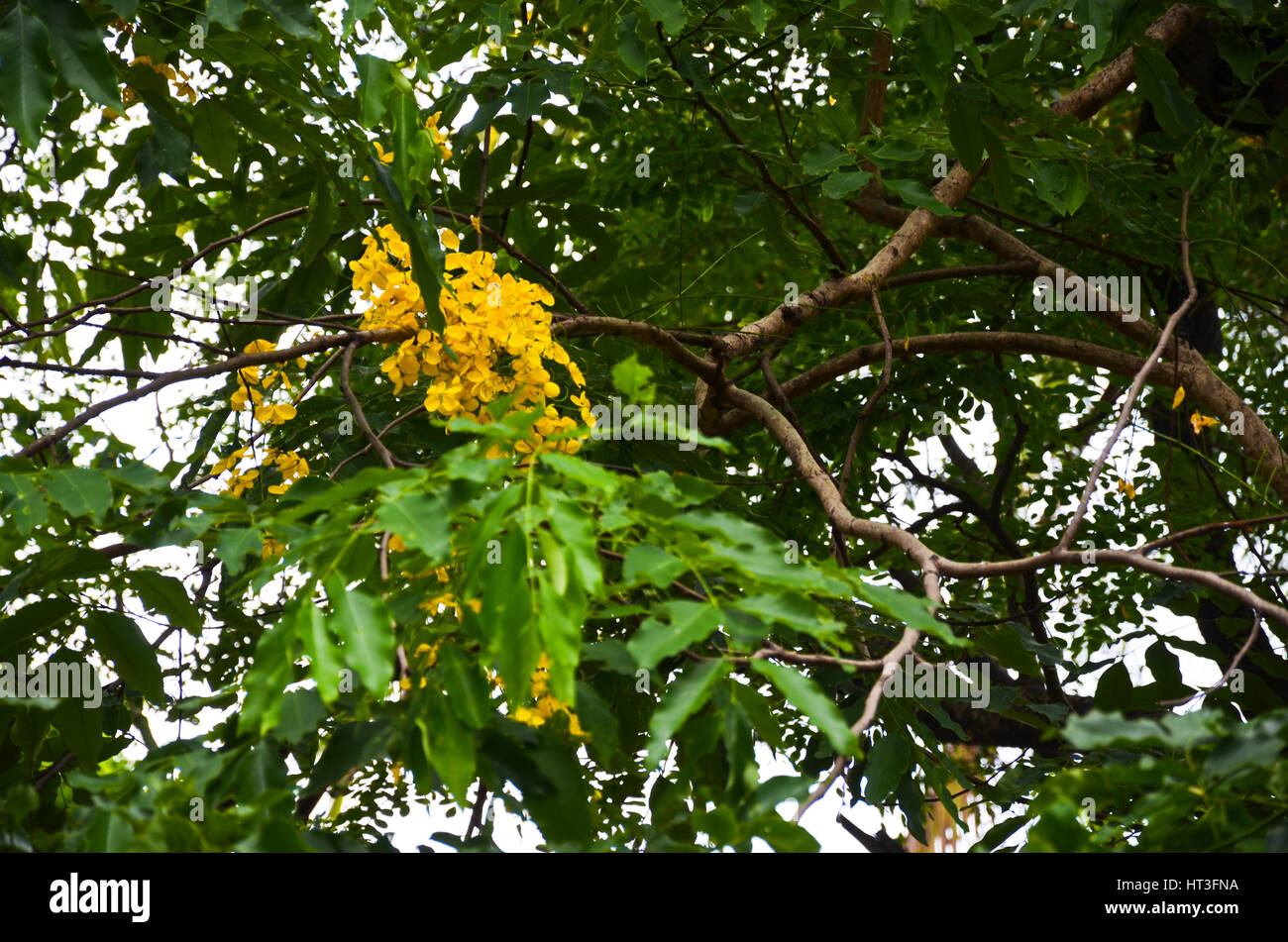 Sandalwood forest at Marayoor, near Munnar, Kerala, India Stock Photo ...