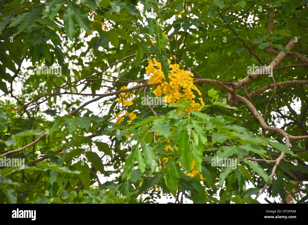 Sandalwood forest hi-res stock photography and images - Alamy
