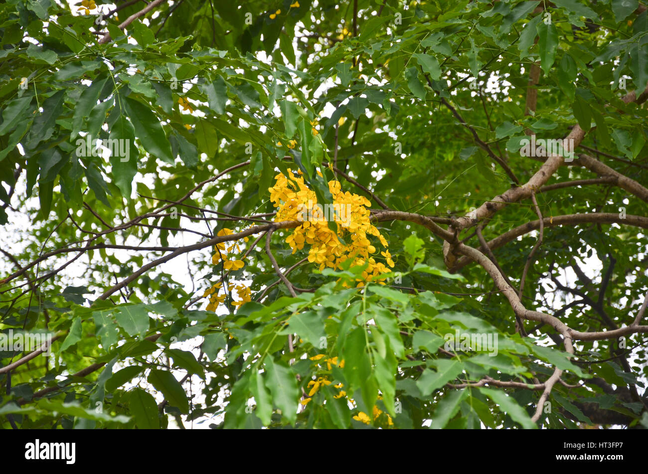 Sandalwood forest at Marayoor, near Munnar, Kerala, India Stock Photo ...