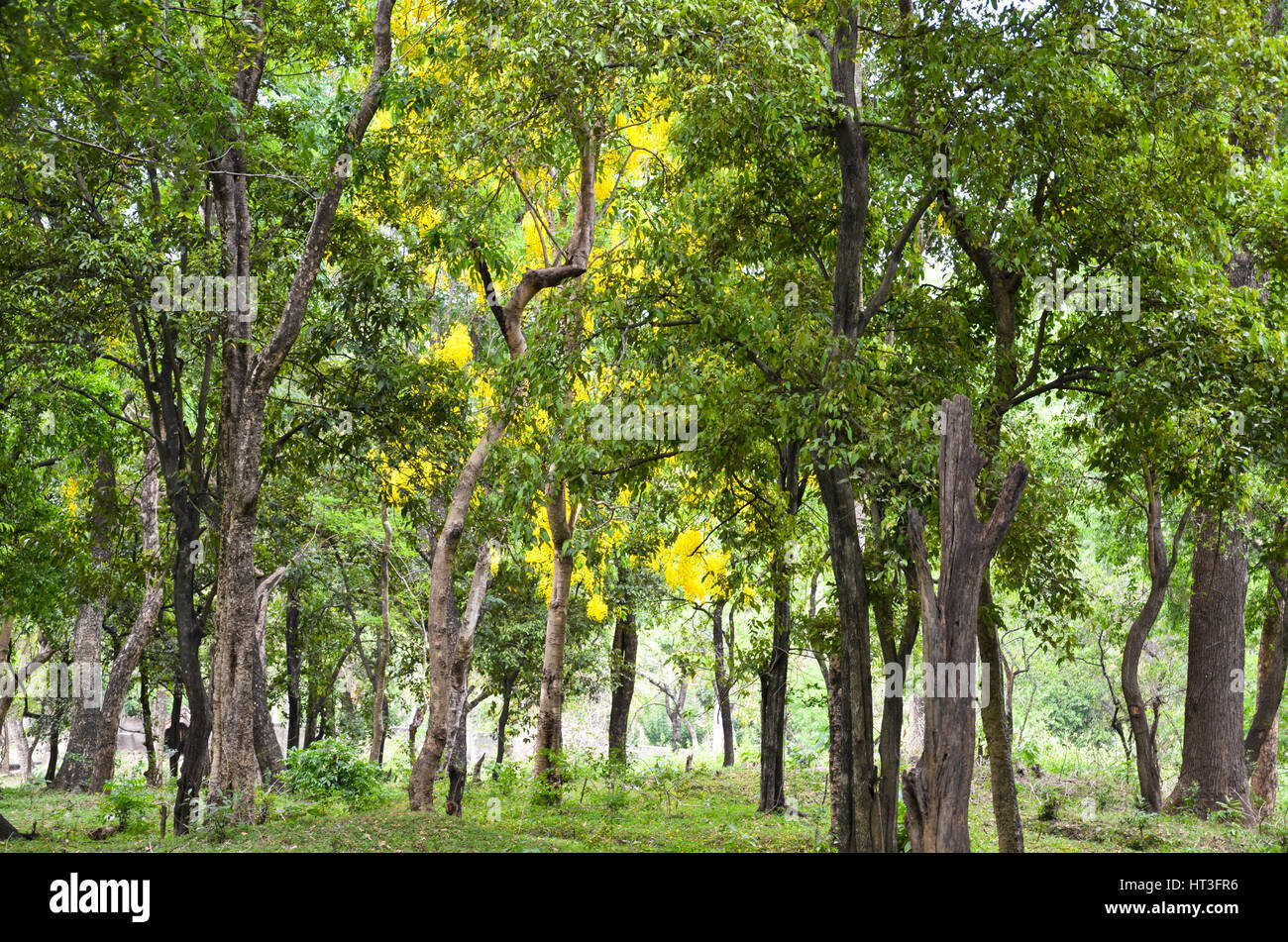 Sandalwood forest at Marayoor, near Munnar, Kerala, India Stock Photo ...