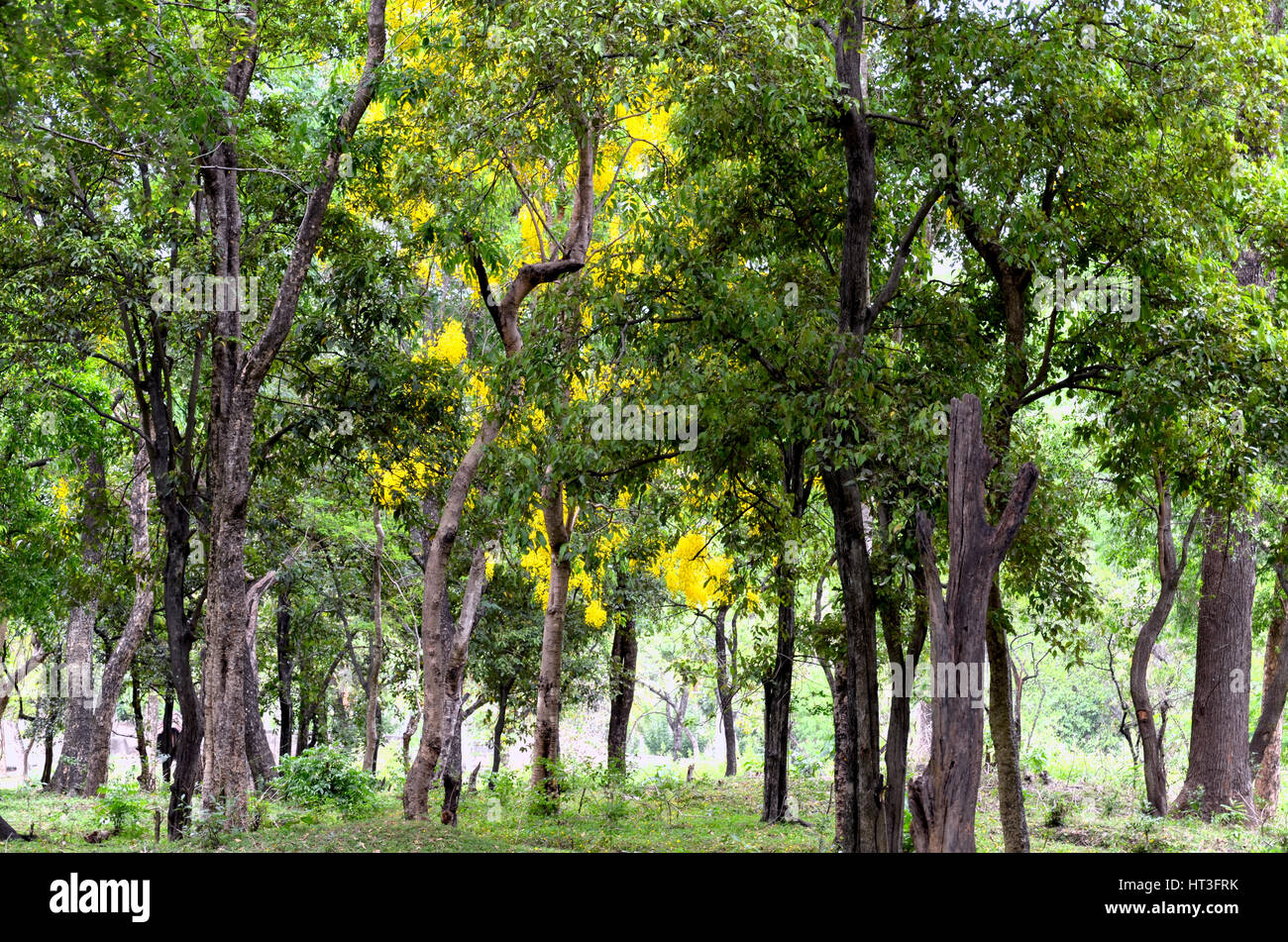 Sandalwood forest at Marayoor, near Munnar, Kerala, India Stock Photo ...