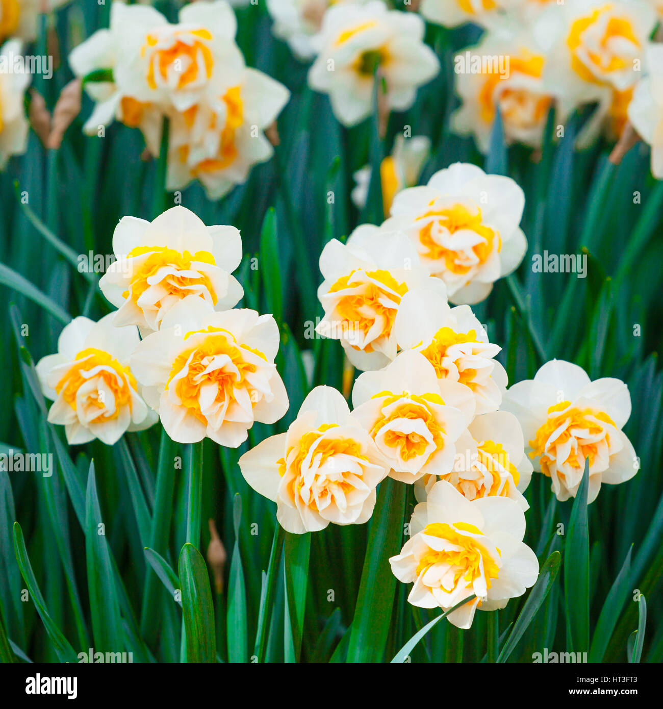 Spring flowers. Easter background Stock Photo - Alamy