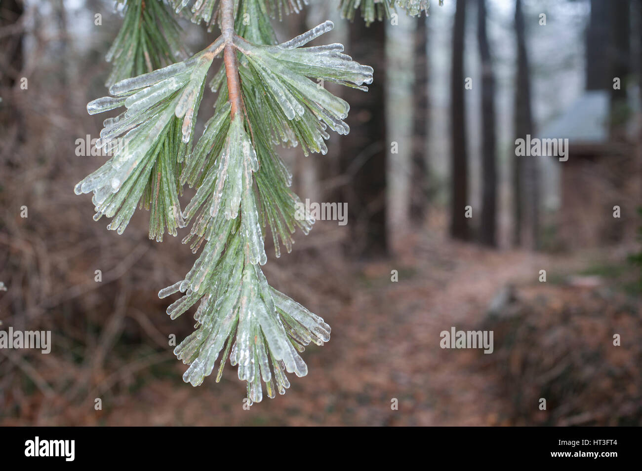 Pine Boughs High Resolution Stock Photography and Images - Alamy