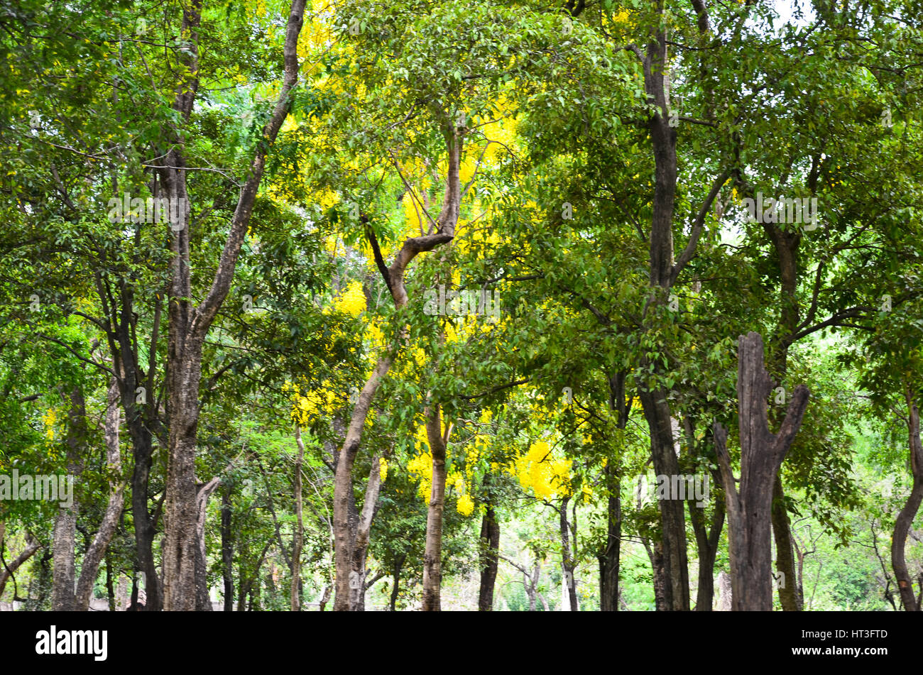 Sandalwood Tree Stock Photos & Sandalwood Tree Stock Images - Alamy