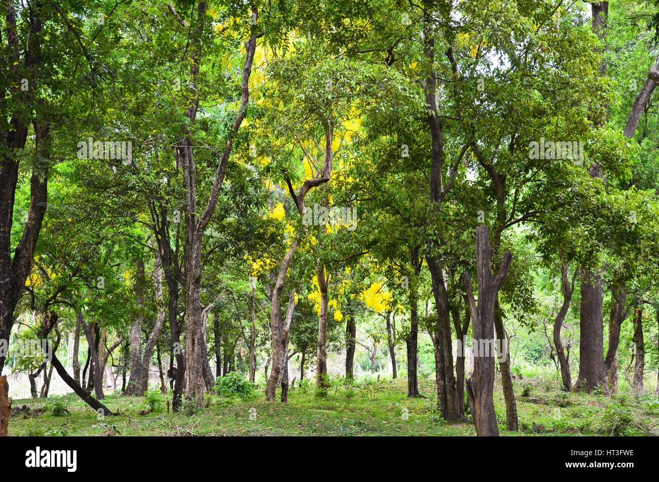 Time For Sandalwood Tree Take To Grow at Sherry Ramos blog