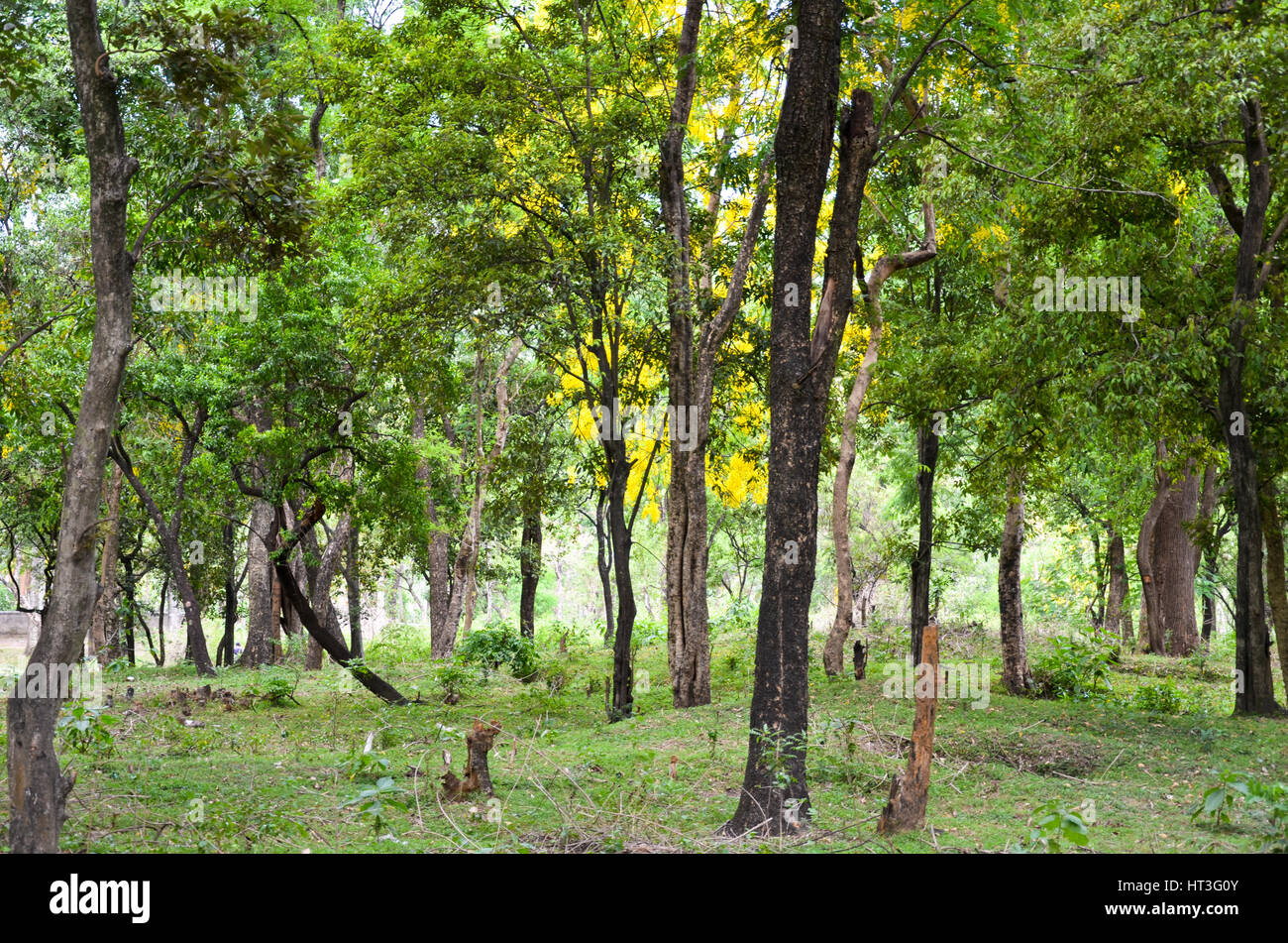 Sandalwood forest at Marayoor, near Munnar, Kerala, India Stock Photo ...