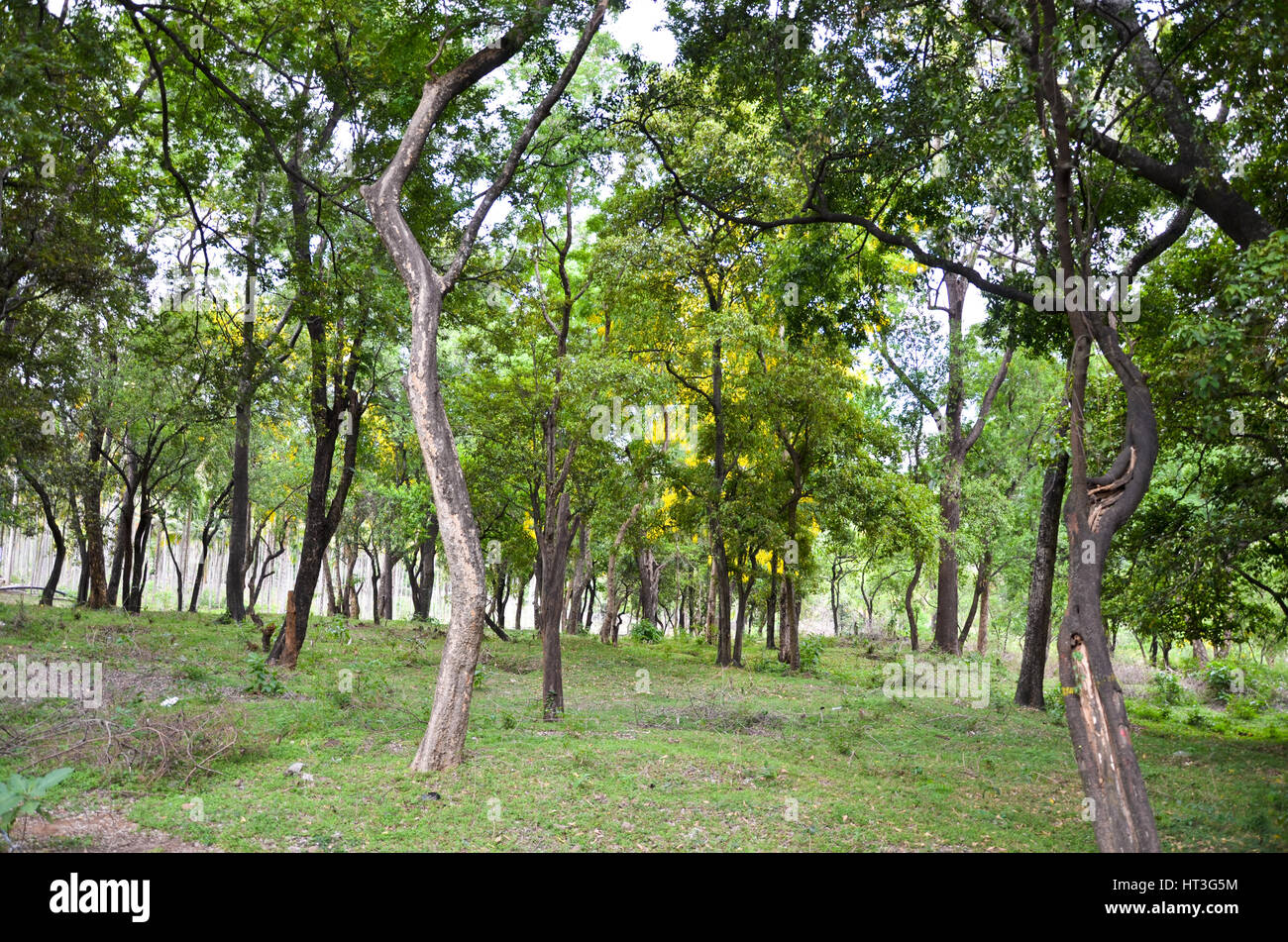 Sandalwood forest at Marayoor, near Munnar, Kerala, India Stock Photo ...