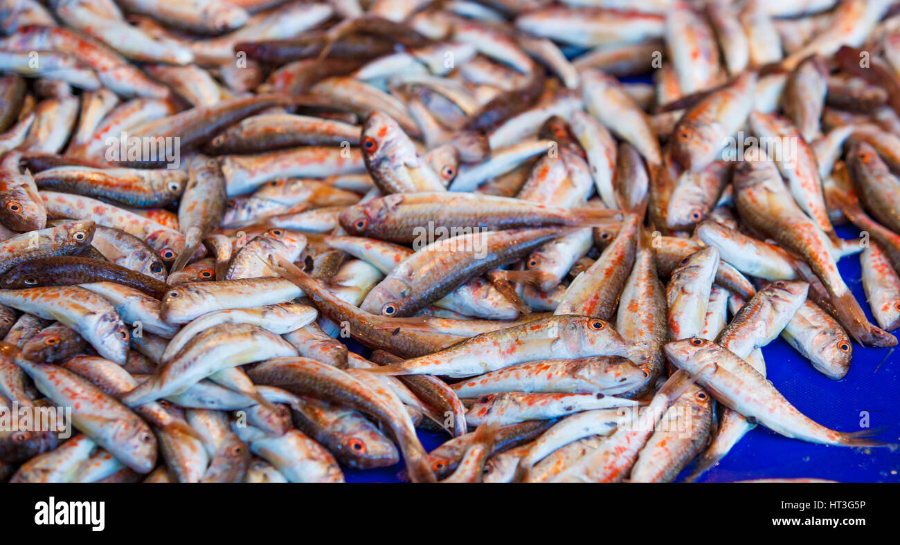 Fresh fish. Mullus fish Stock Photo - Alamy