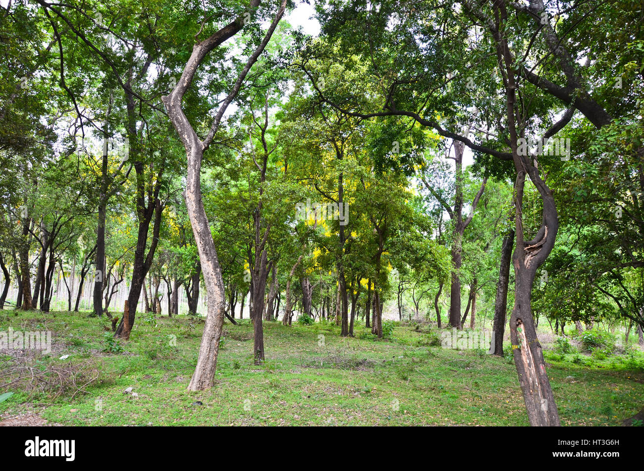 Sandalwood Tree Stock Photos & Sandalwood Tree Stock Images - Alamy