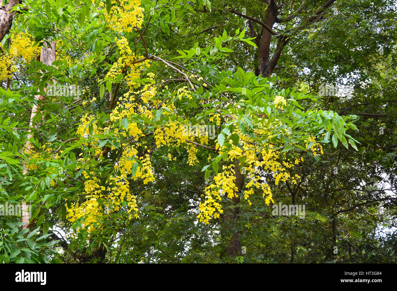 Sandalwood forest at Marayoor, near Munnar, Kerala, India Stock Photo ...