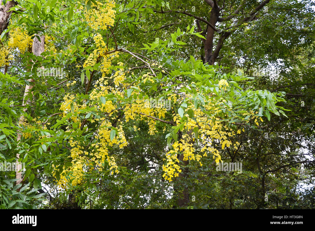 Sandalwood forest at Marayoor, near Munnar, Kerala, India Stock Photo ...