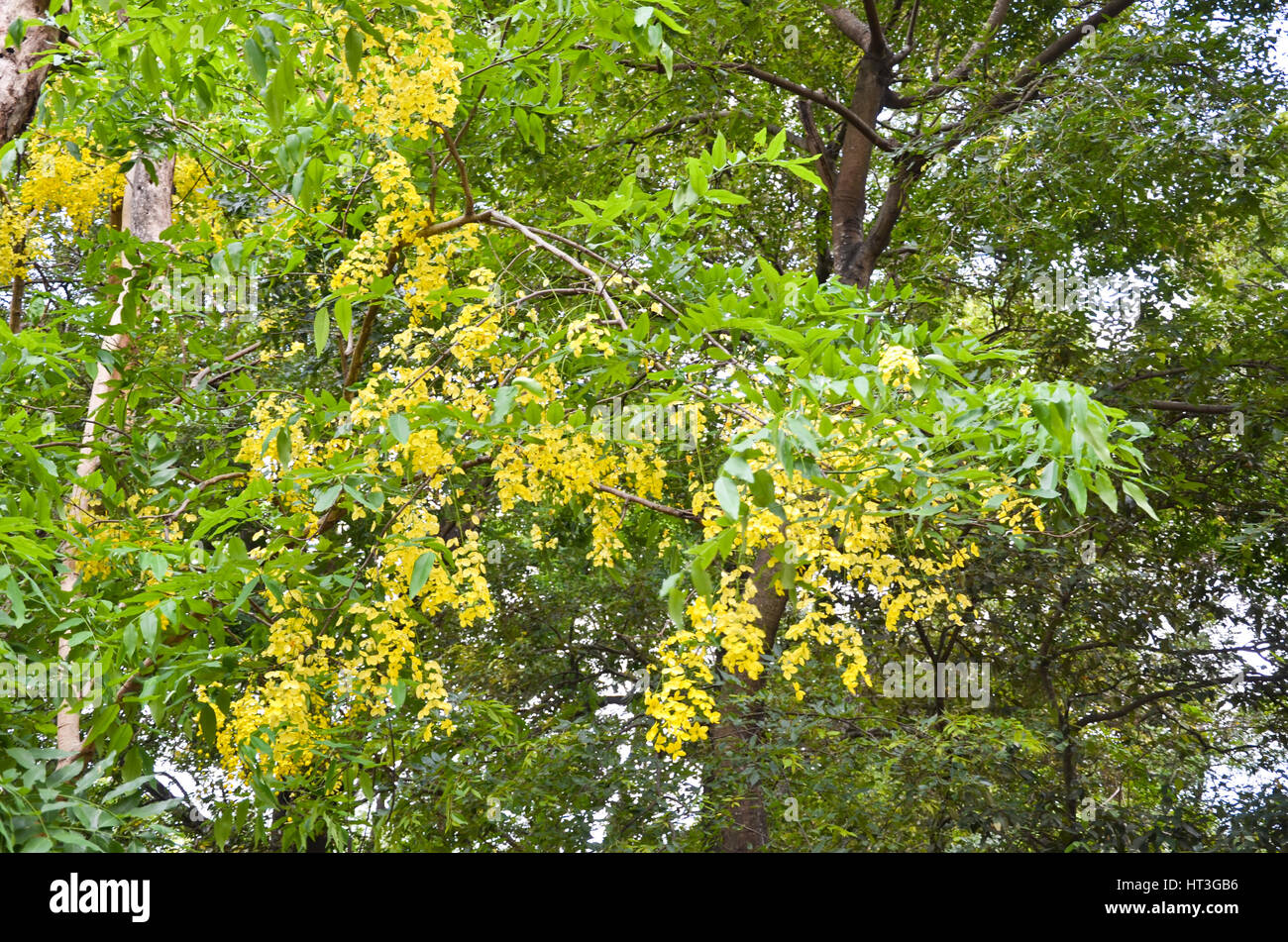 Sandalwood Forest High Resolution Stock Photography and Images - Alamy