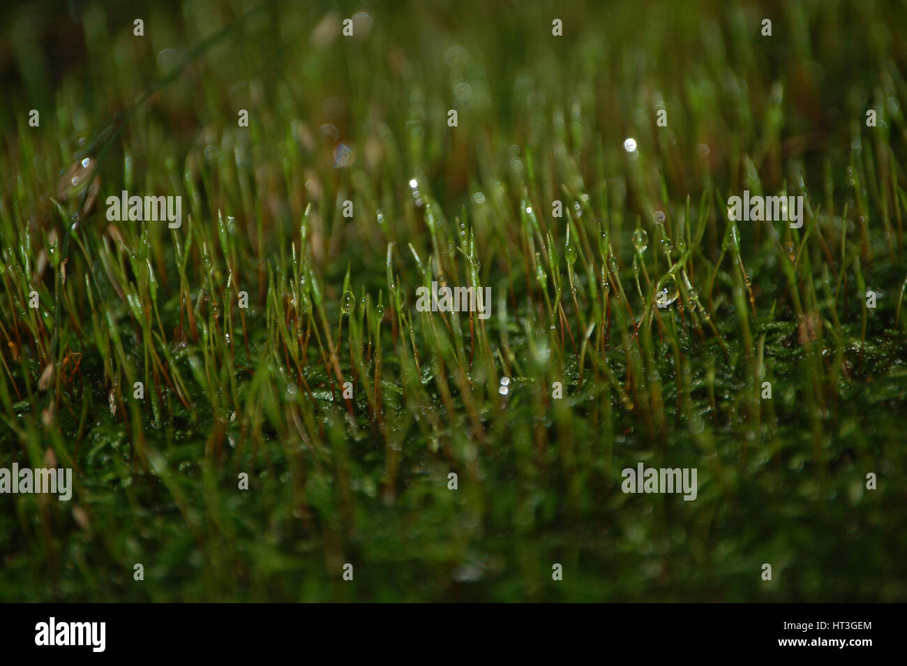 Rain drops moss hi-res stock photography and images - Alamy