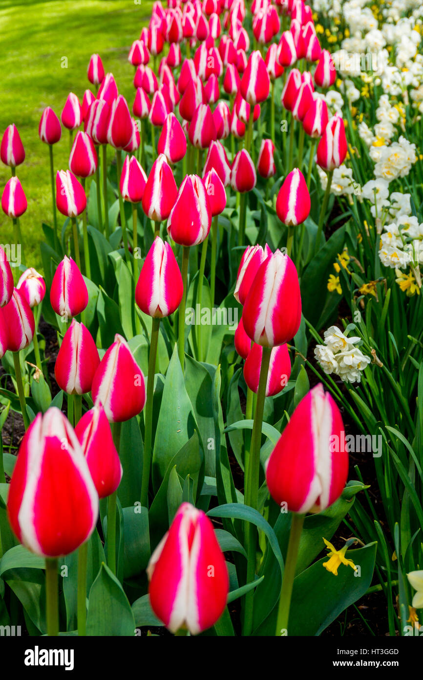 Spring Formal Garden. Beautiful garden of colorful flowers Stock Photo ...