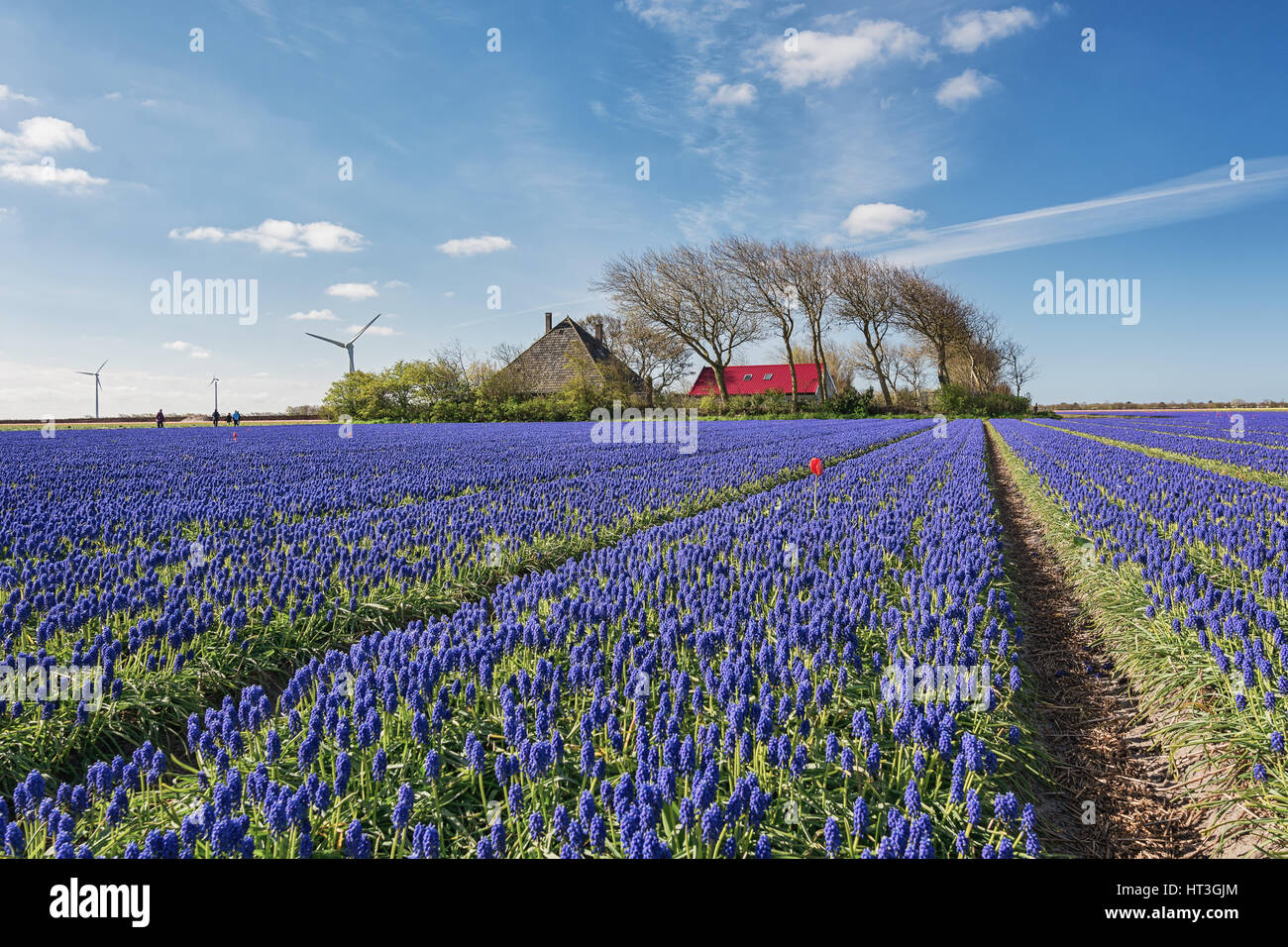 Blue Muscari field in the province of North Holland, Netherlands Stock ...